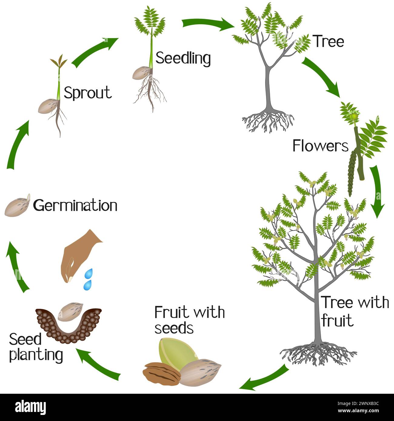 A growth cycle of pecan nut plant on a white background Stock Vector ...