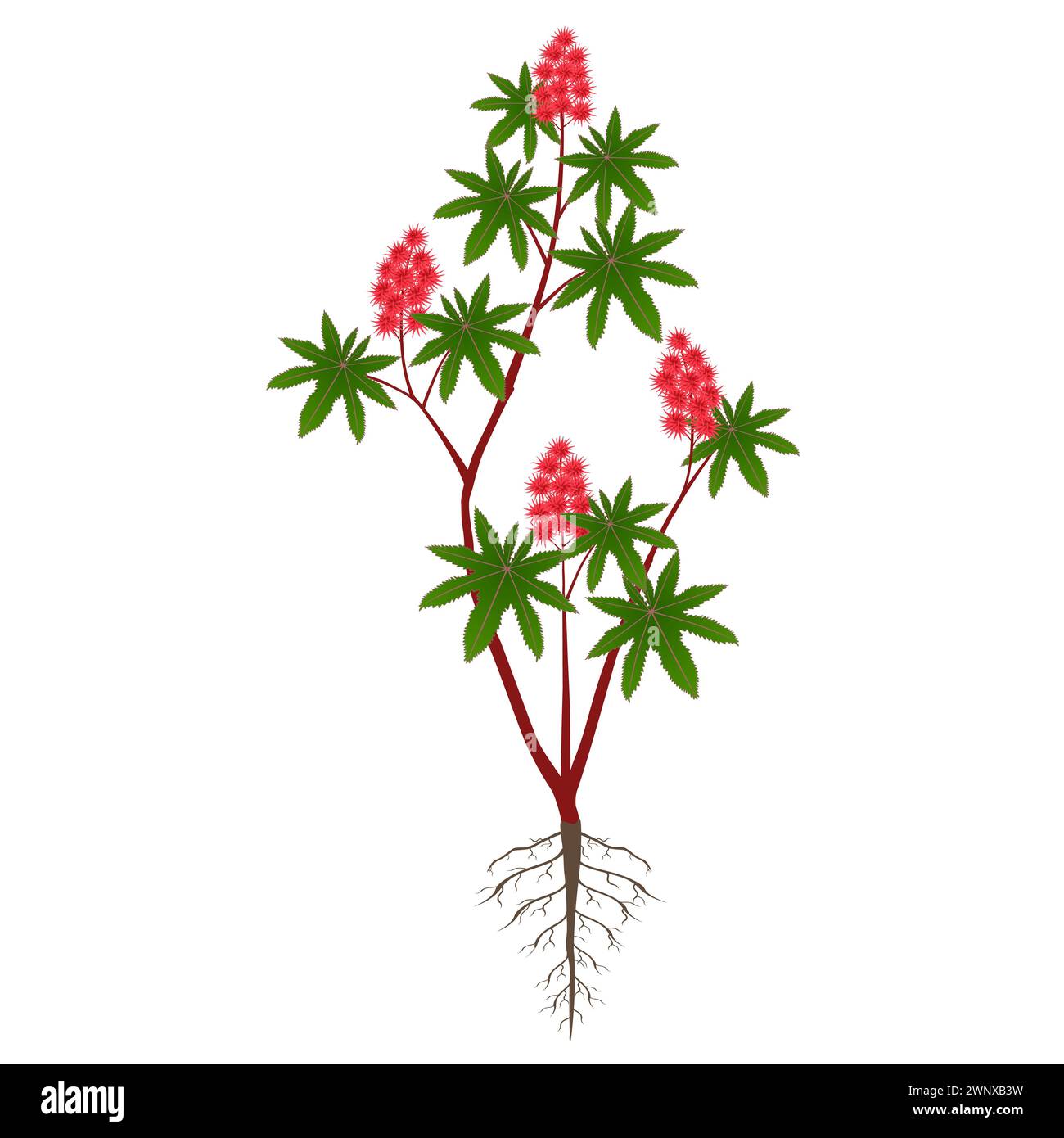 Castor shrub with fruits and roots on a white background Stock Vector ...