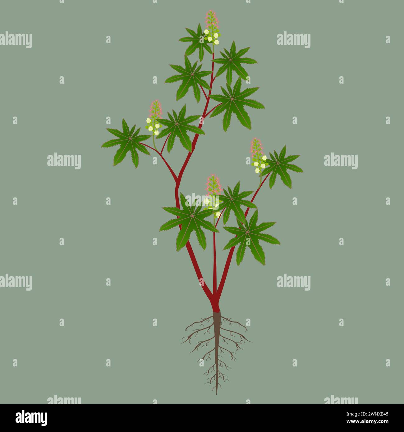Castor oil plant flowers Stock Vector Images - Alamy