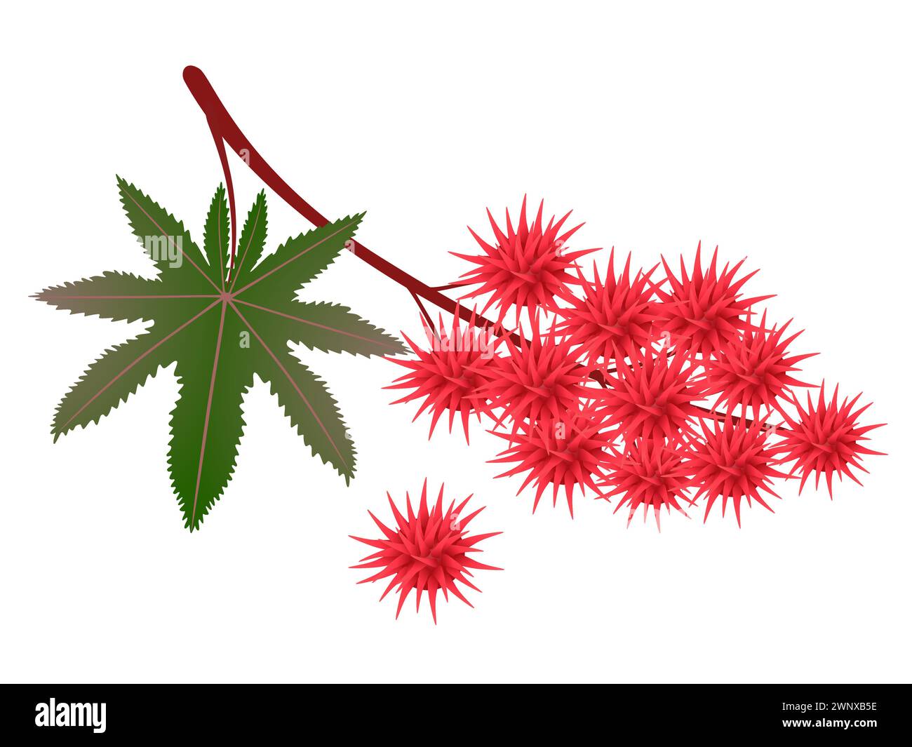 Castor Bean Tree Stock Vector Images Alamy