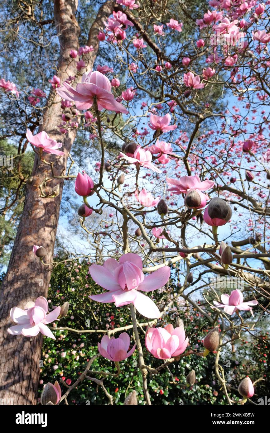 Pink Magnolia campbellii, or Campbell's magnolia in flower Stock Photo ...