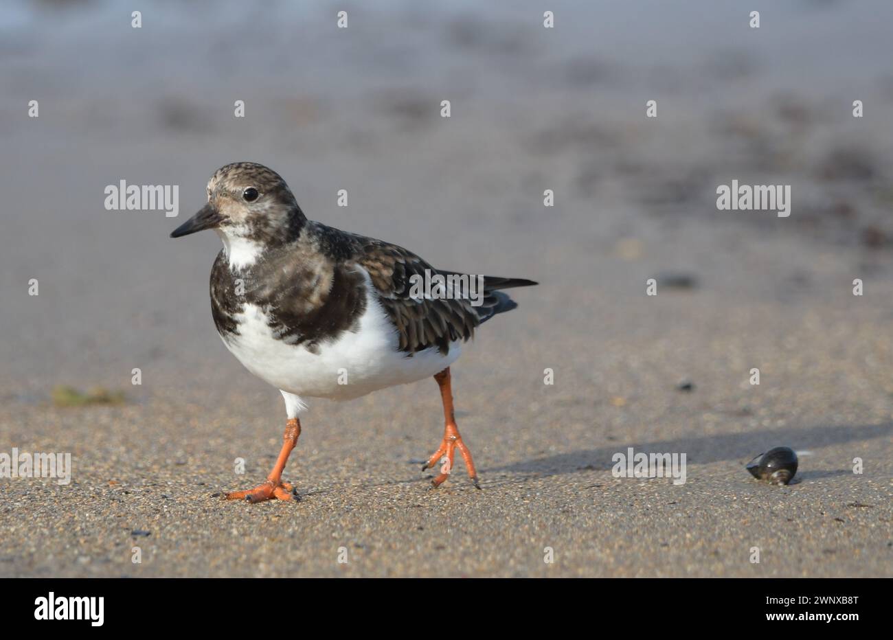 Sandling bird hi-res stock photography and images - Alamy