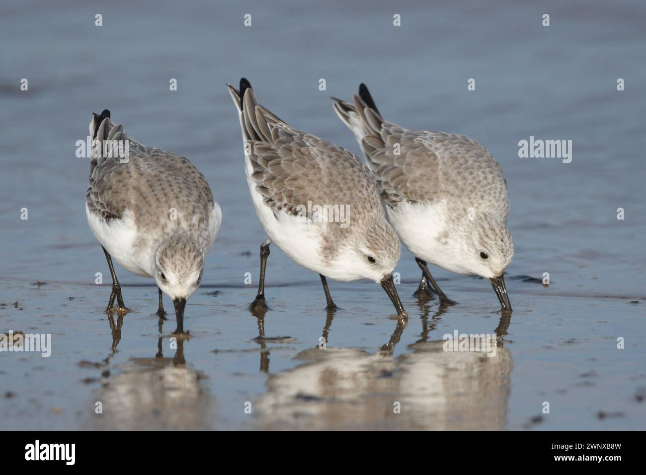 Sandling hi-res stock photography and images - Alamy