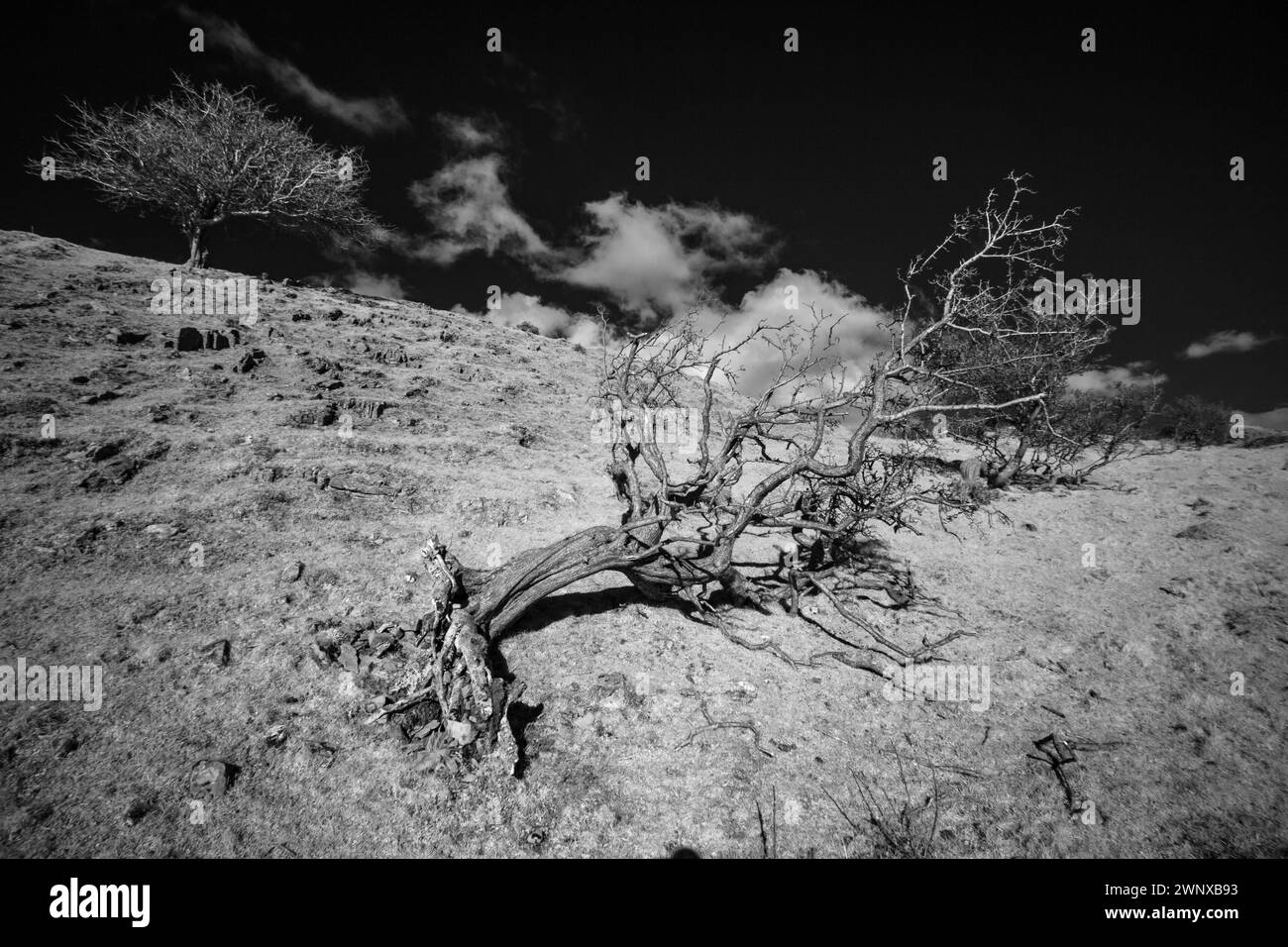 Fallen trunk Black and White Stock Photos & Images - Alamy