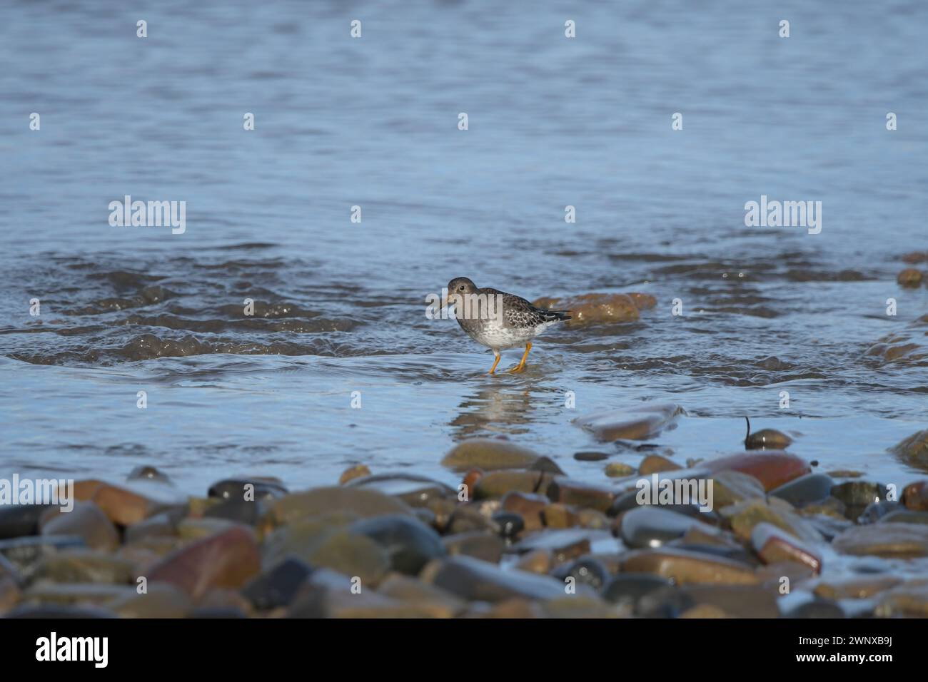 Sandling bird hi-res stock photography and images - Alamy