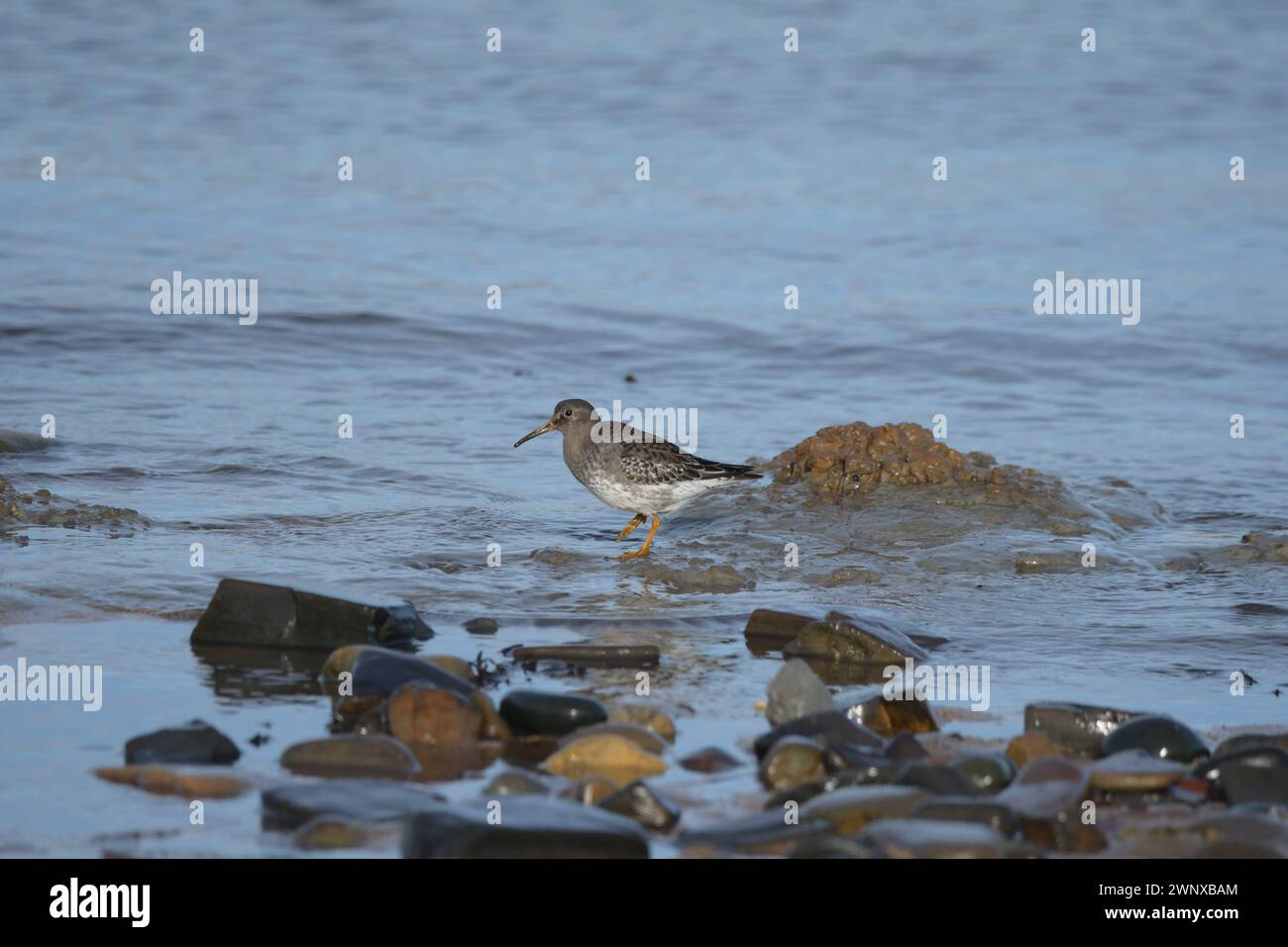 Sandling bird hi-res stock photography and images - Alamy