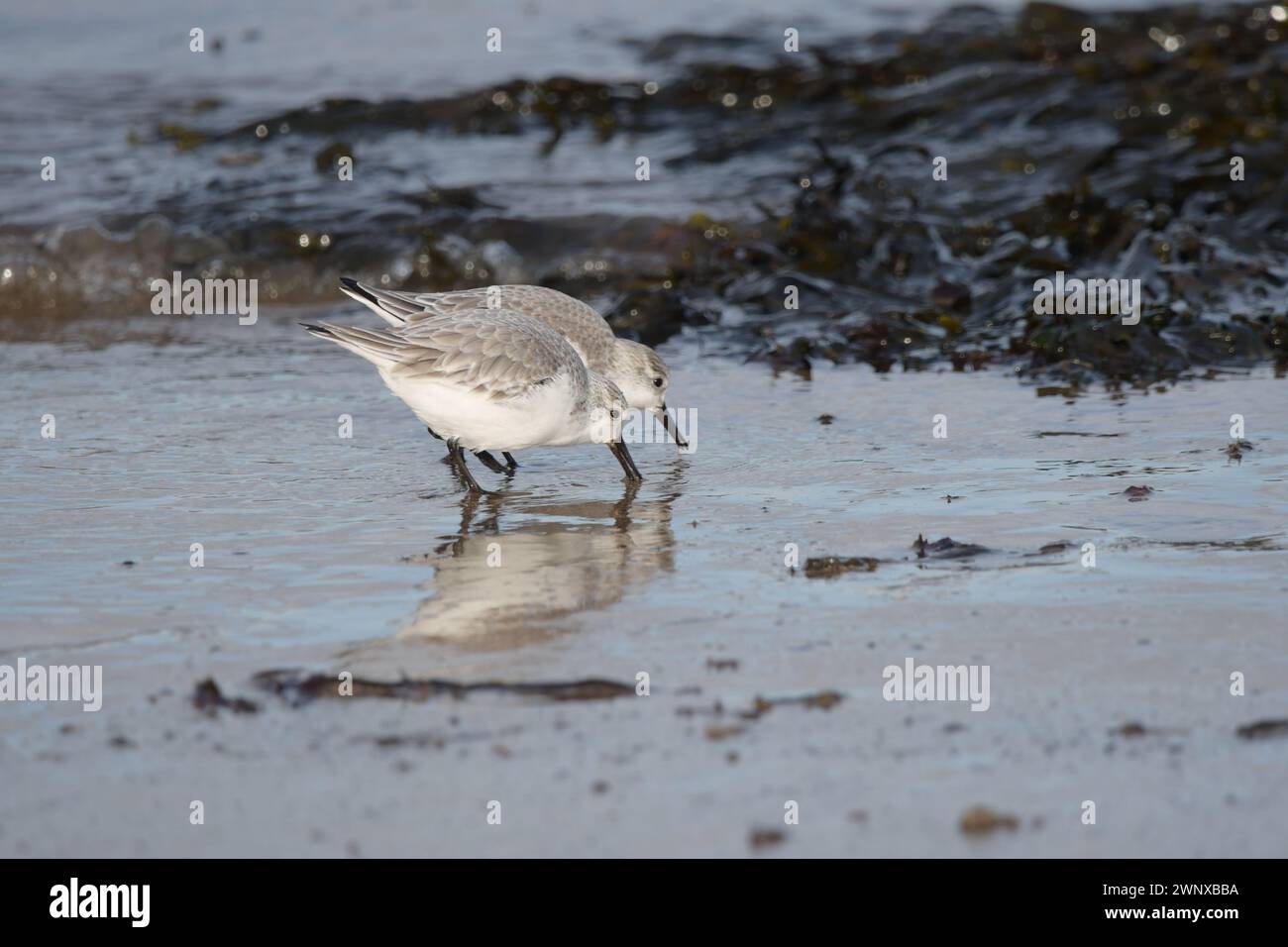 Sandling bird hi-res stock photography and images - Alamy