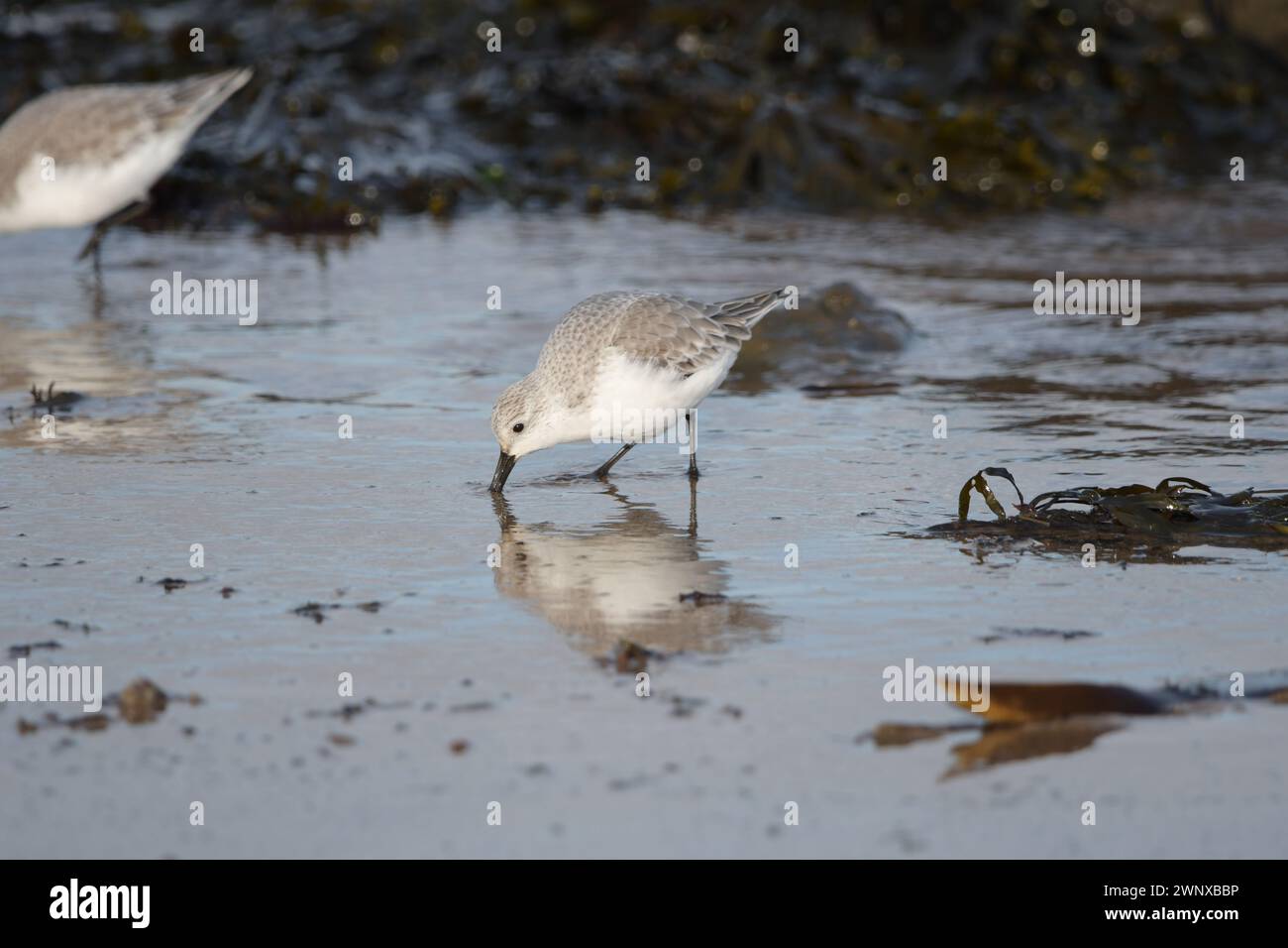 Sandling bird hi-res stock photography and images - Alamy