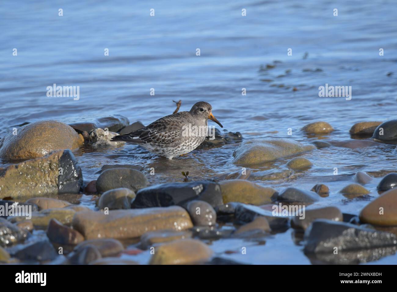 Sandling bird hi-res stock photography and images - Alamy