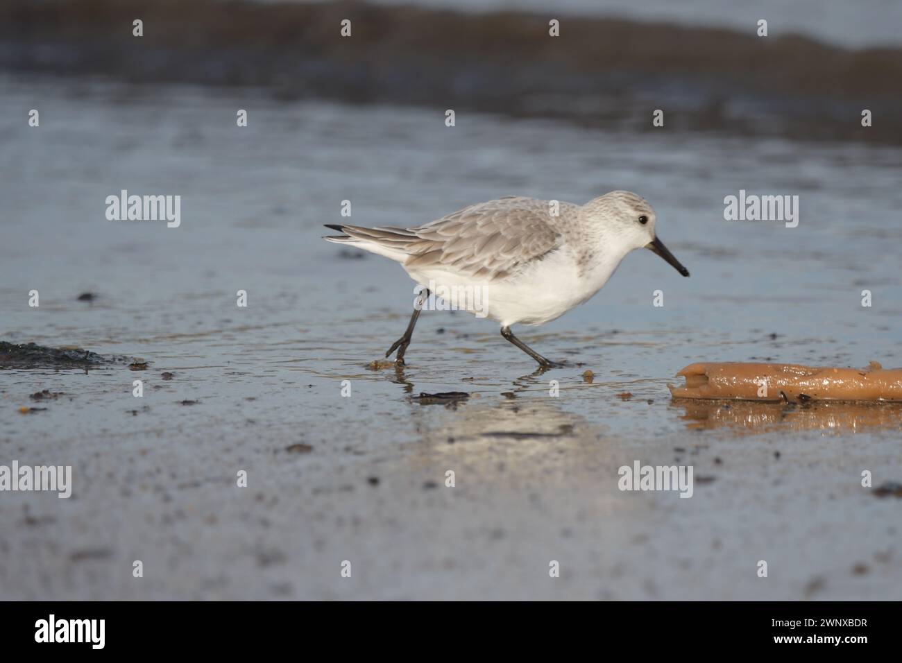 Sandling bird hi-res stock photography and images - Alamy