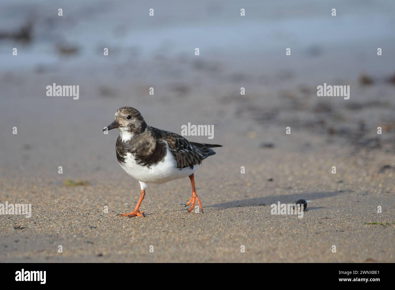 Sandling bird hi-res stock photography and images - Alamy