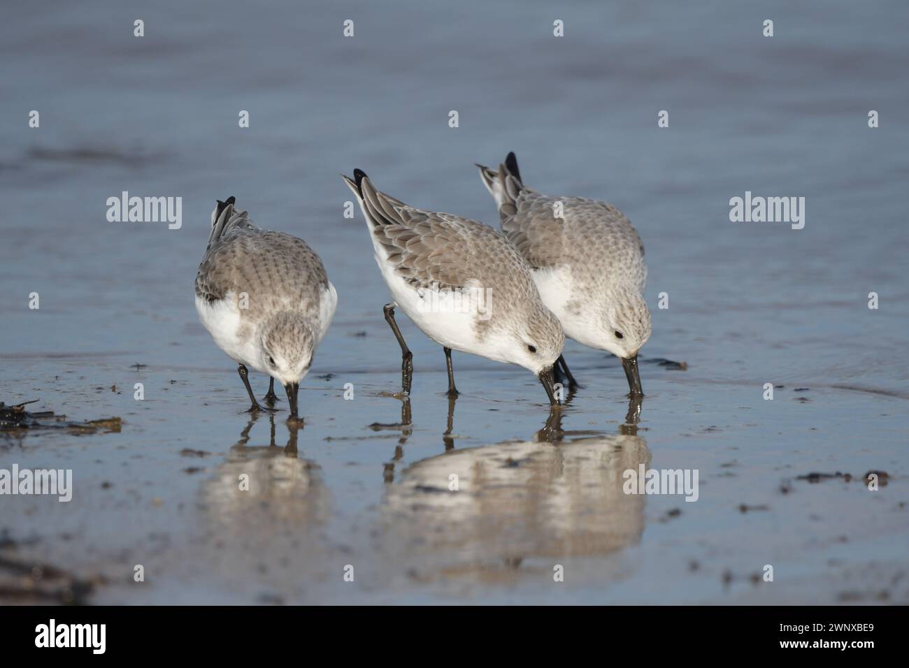 Sandling bird hi-res stock photography and images - Alamy