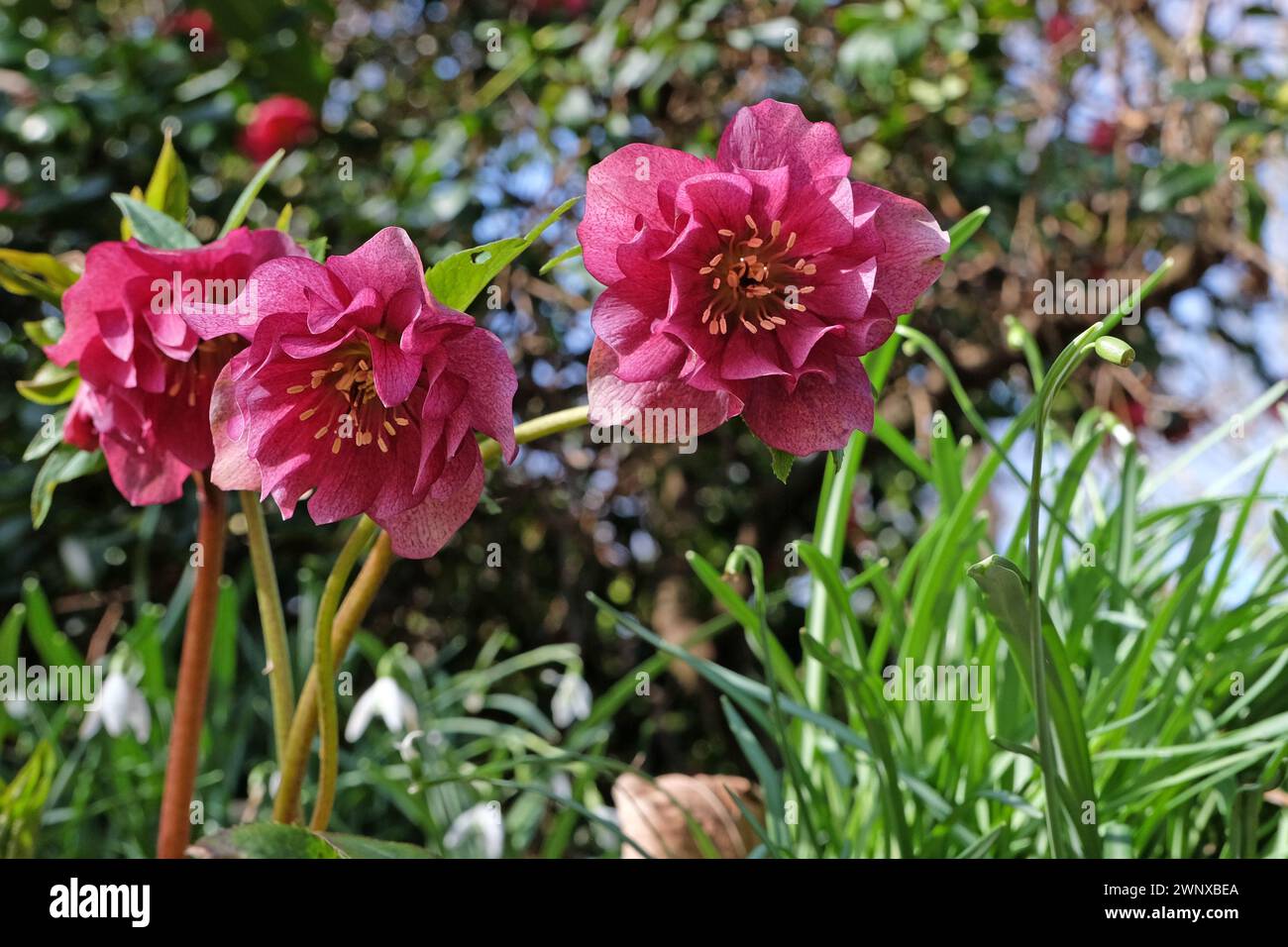 Pink double Helleborus, hybrid hellebore ÔWinter Jewel Berry SwirlÕ in ...
