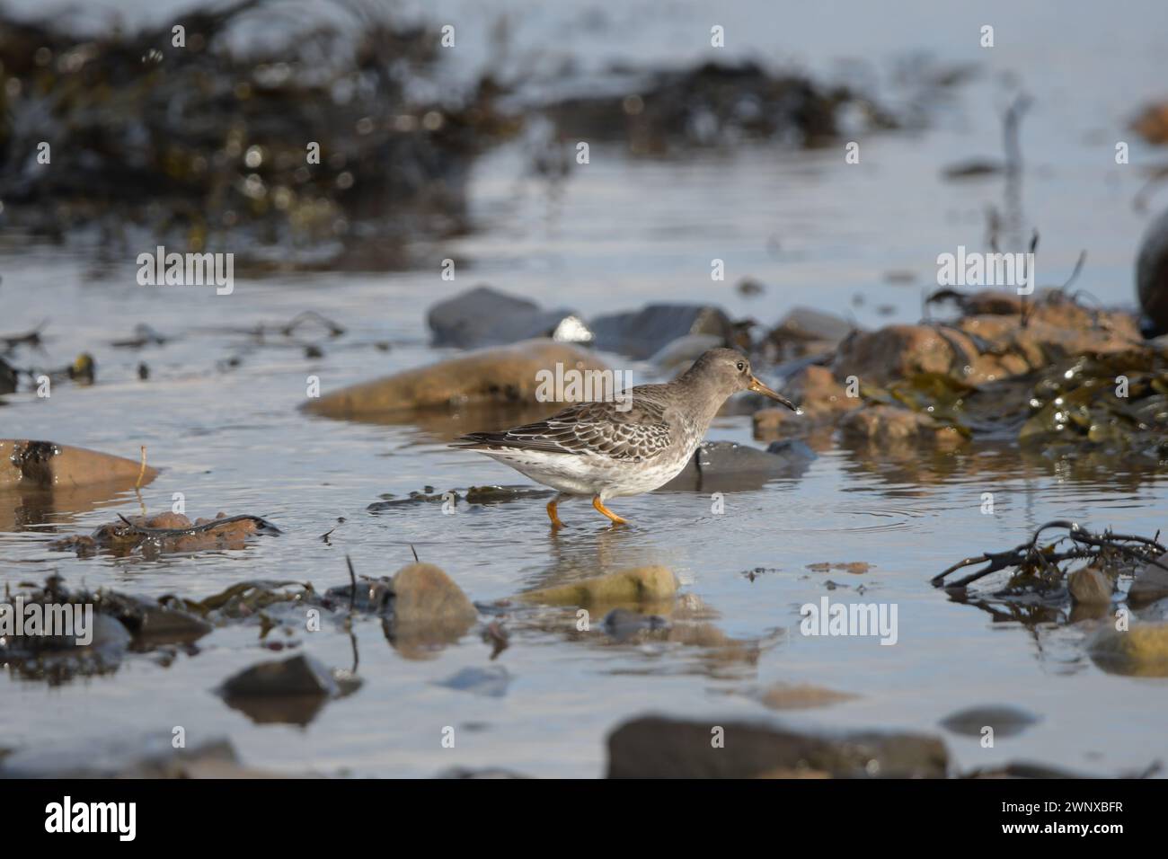 Sandling bird hi-res stock photography and images - Alamy