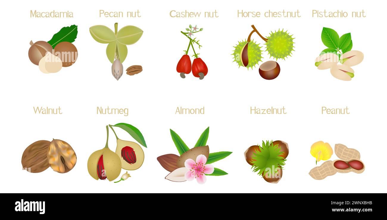 Set of nuts with names on a white background Stock Vector Image & Art ...