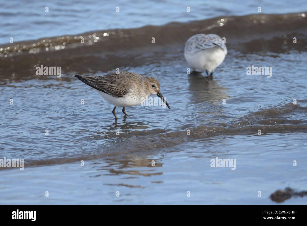 Sandling bird hi-res stock photography and images - Alamy