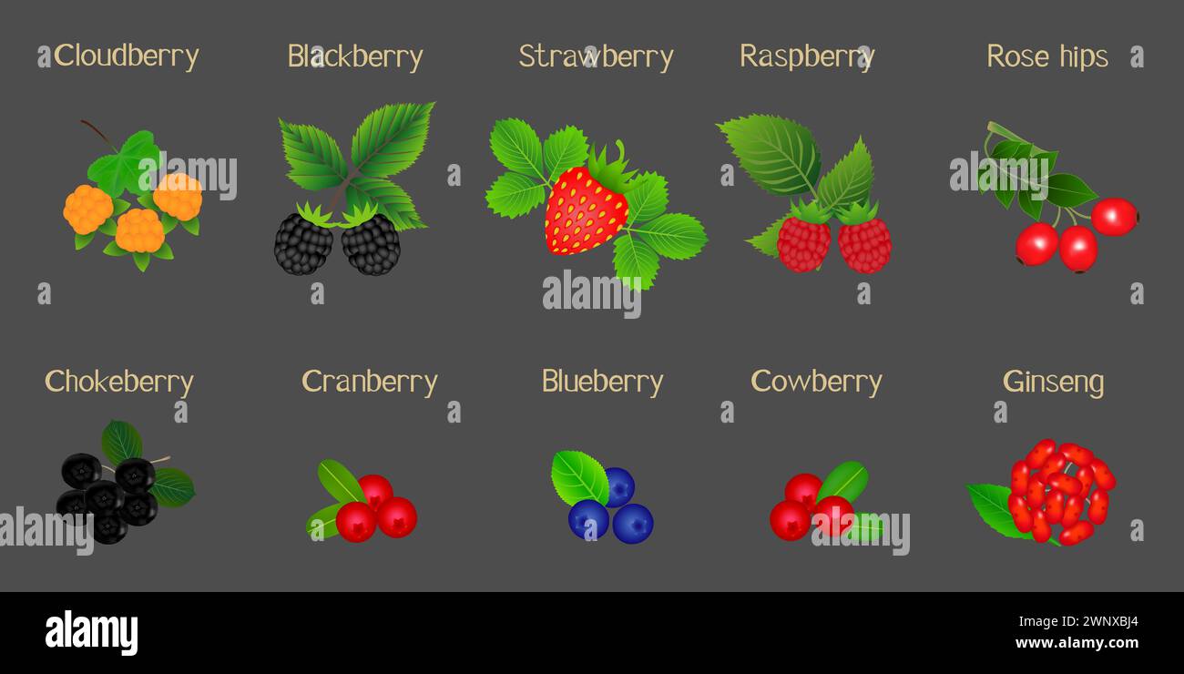 Set of berries with names on a black background Stock Vector Image ...