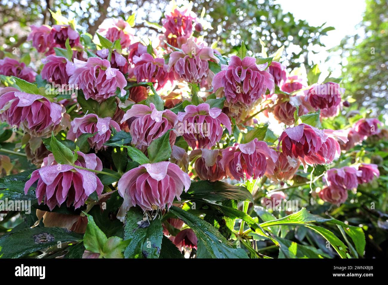 Helleborus double ellen red hi-res stock photography and images - Alamy