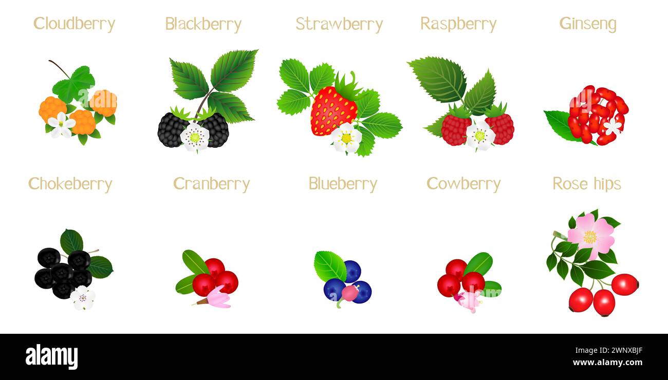 Set of berries with names on a white background Stock Vector Image ...