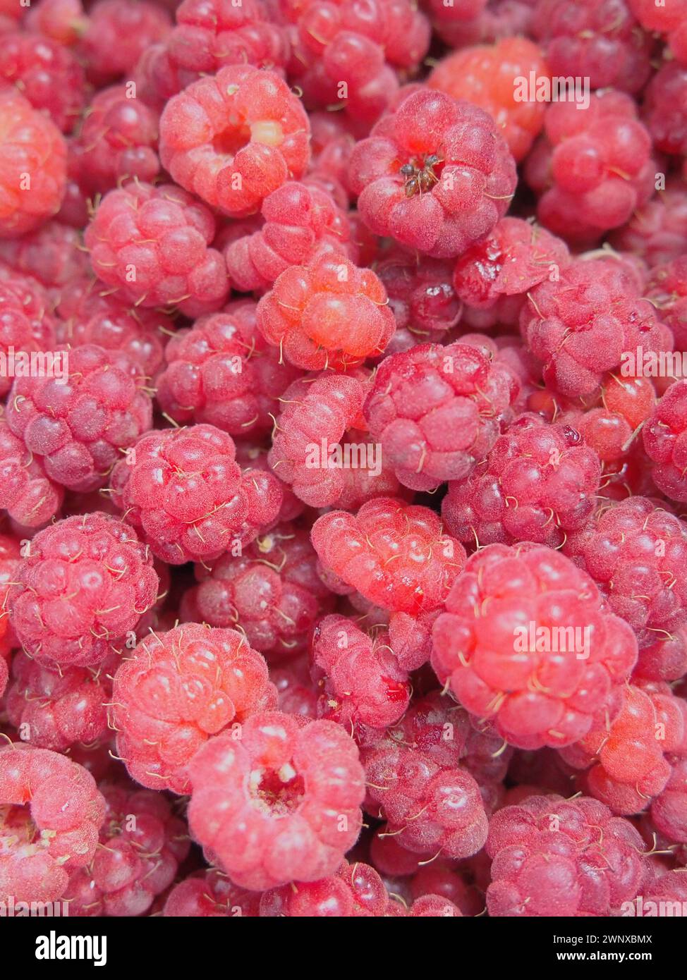 Raspberry background. Large, red, fresh, first-class berries of garden ...
