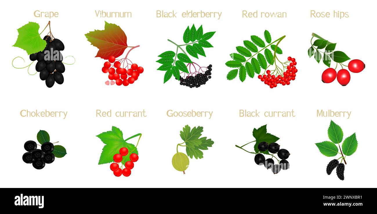 A set of berries on branches with names on a white background Stock ...