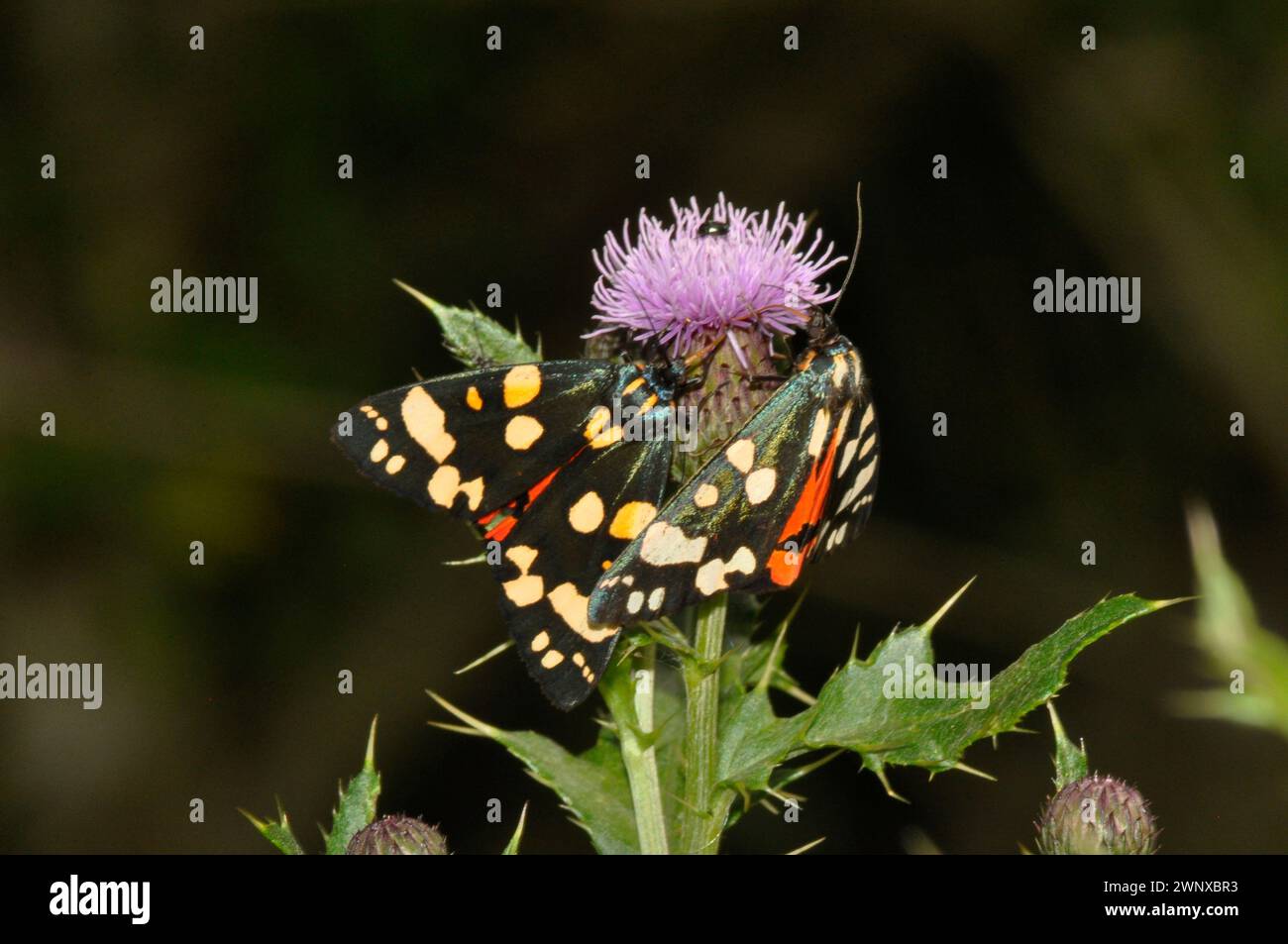 Scarlet Tiger moth,'Callimorpha dominula' on a thistle.june-July,flies ...