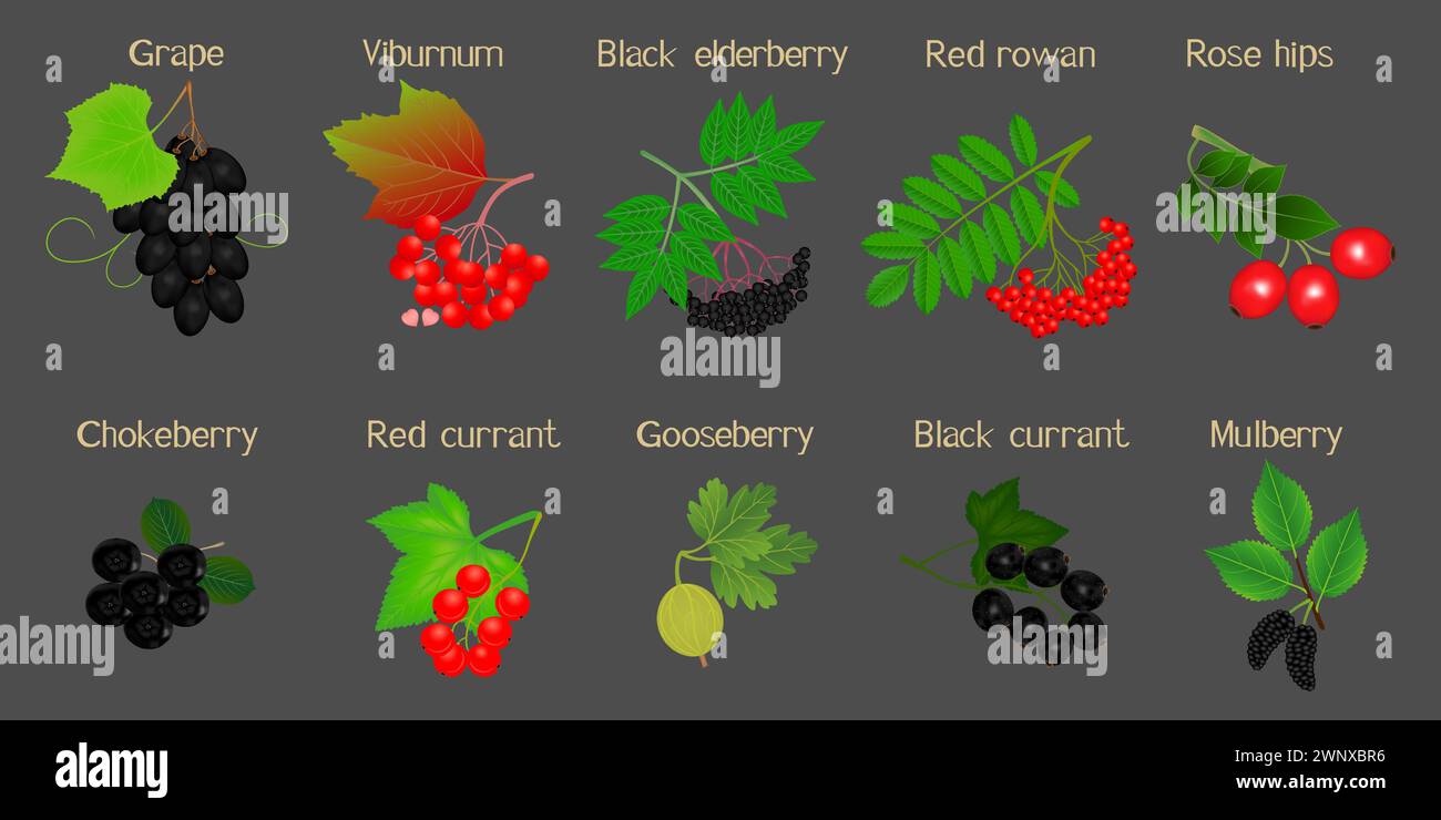 Rose hip ripe berries Stock Vector Images - Alamy