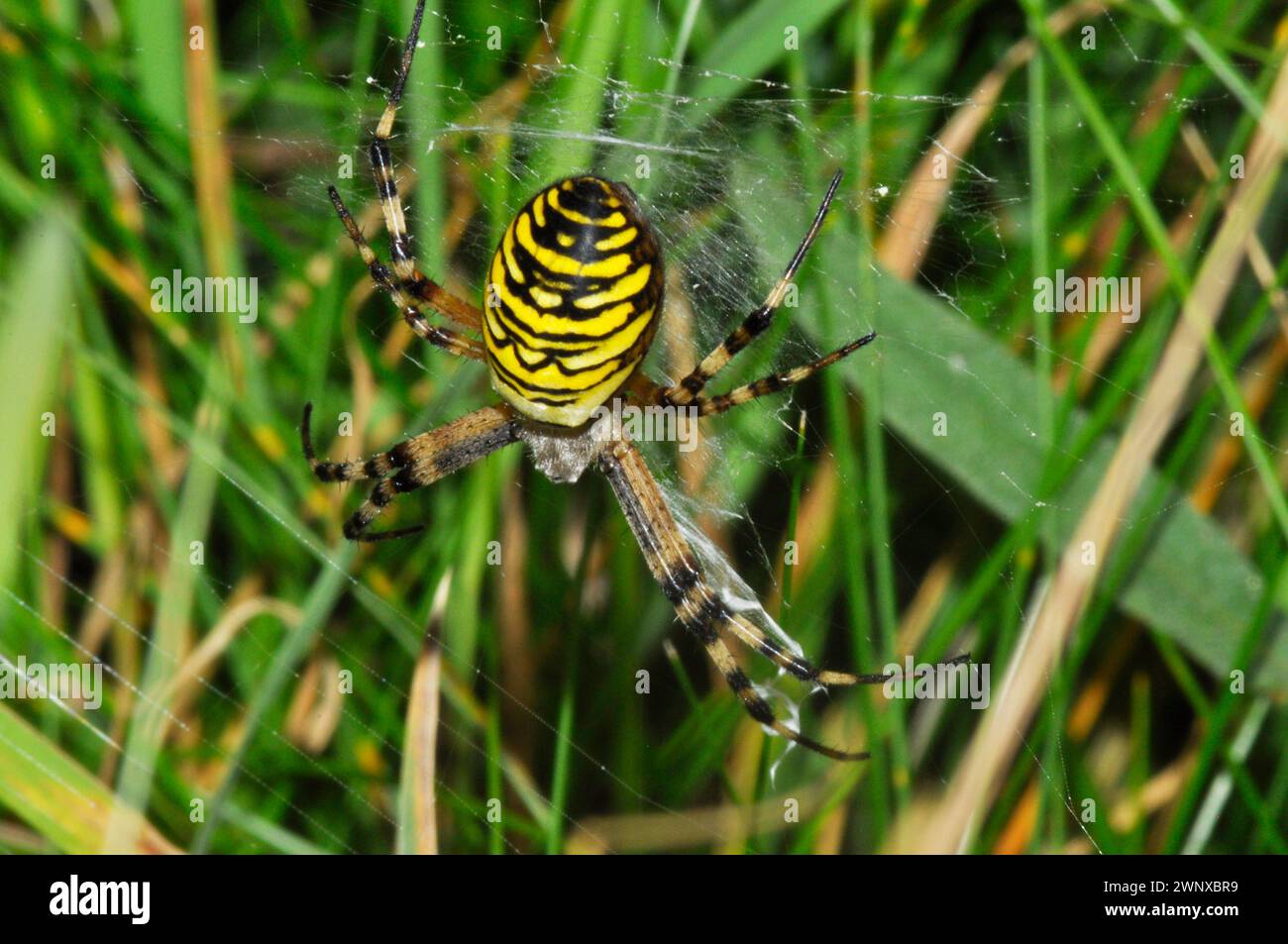 Wasp like abdomen hi-res stock photography and images - Alamy