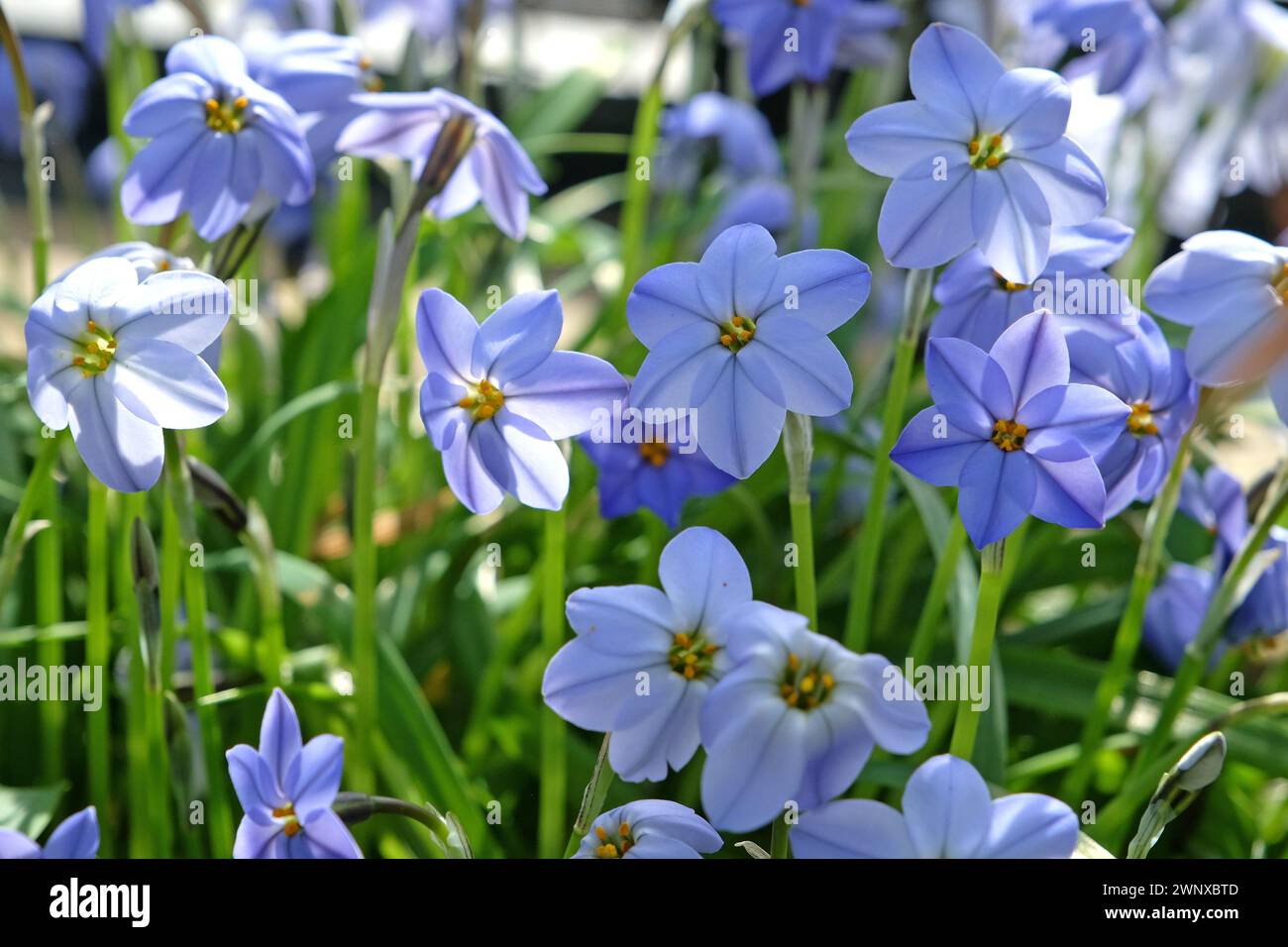 Jessie flower hi-res stock photography and images - Alamy