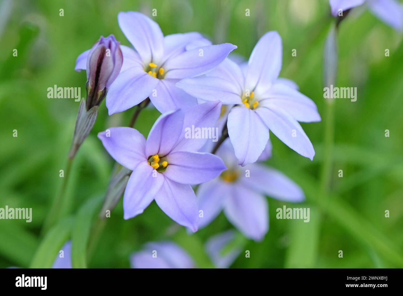 Blue Ipheion uniflorum 'Wisley Blue' also known as Spring starflower or ...