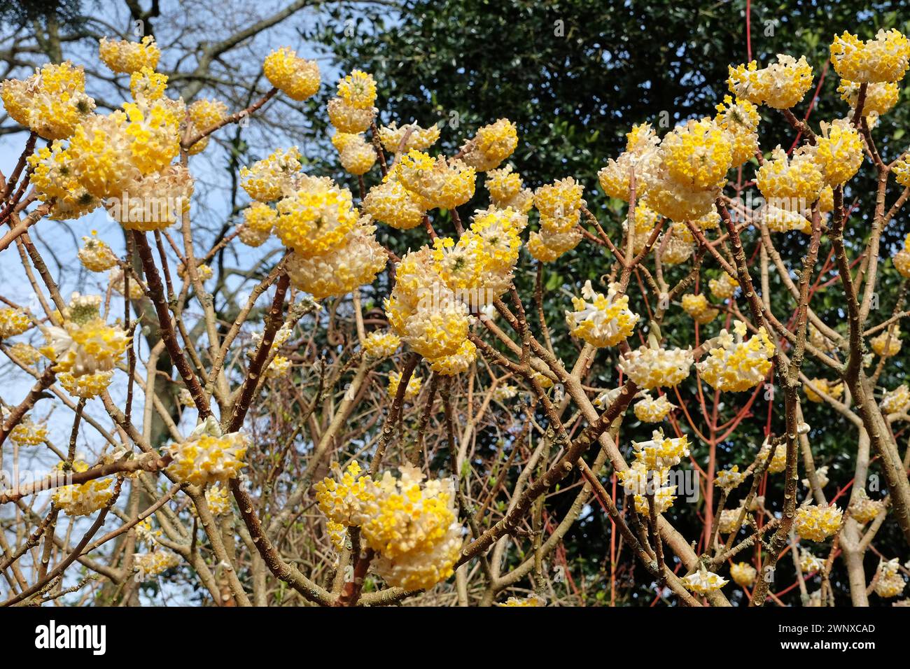 Yellow Edgeworthia chrysantha ÔGrandifloraÕ, also known as Japanese ...