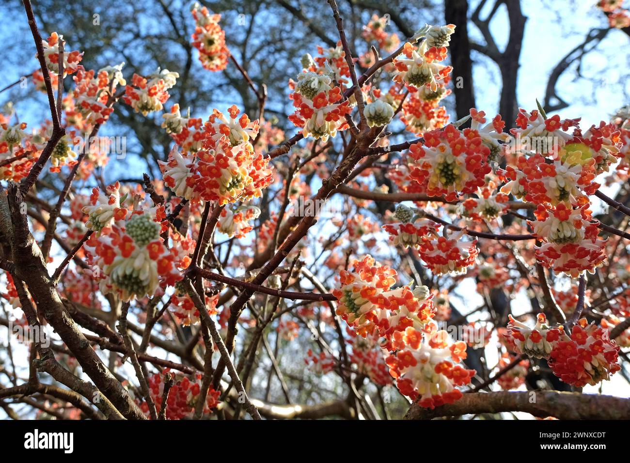 Red Edgeworthia chrysantha 'red dragon' paperbush in flower Stock Photo ...