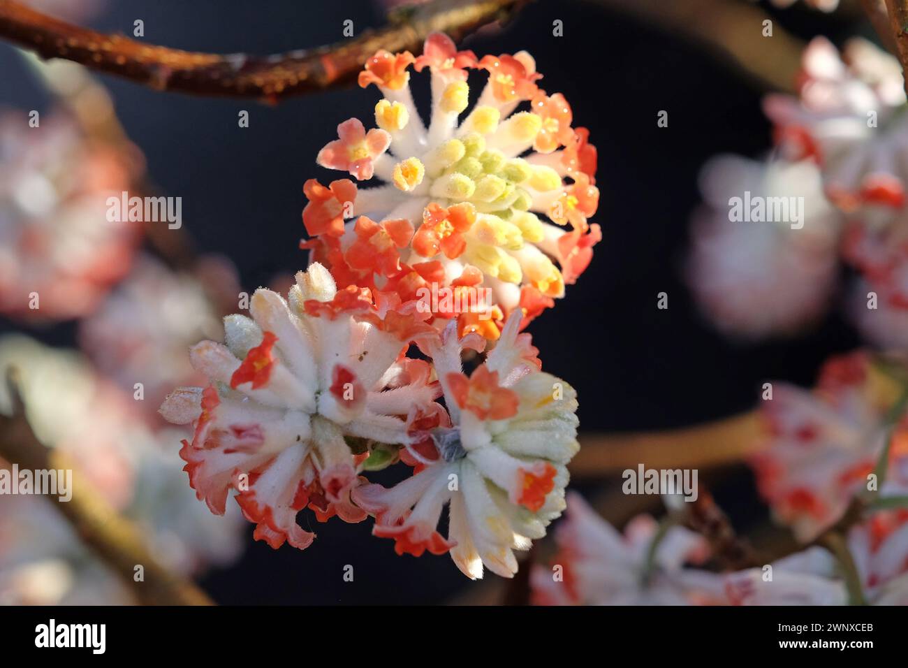 Red Edgeworthia chrysantha 'red dragon' paperbush in flower Stock Photo ...