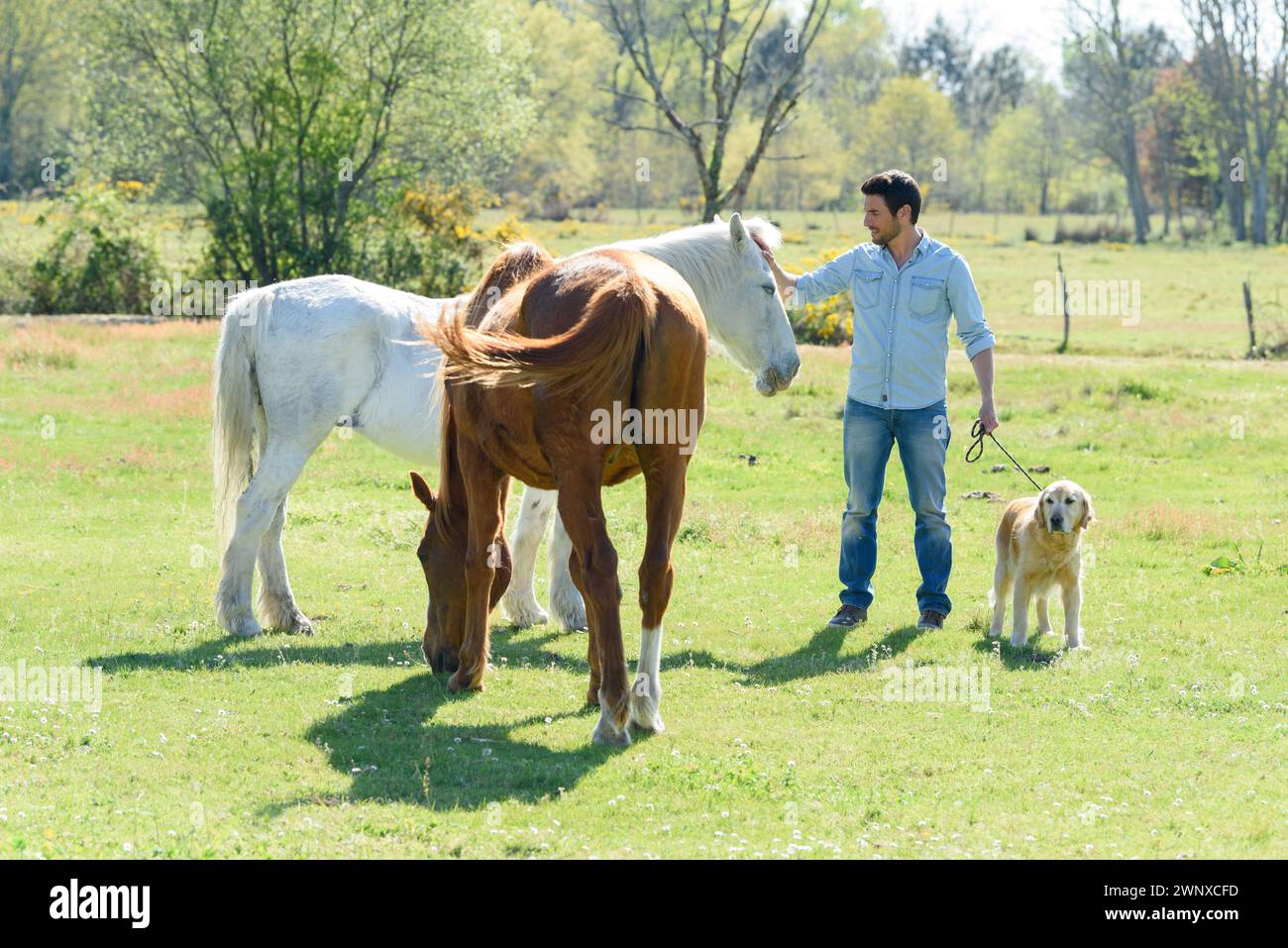 Horse rider dog horse stable hi-res stock photography and images - Alamy