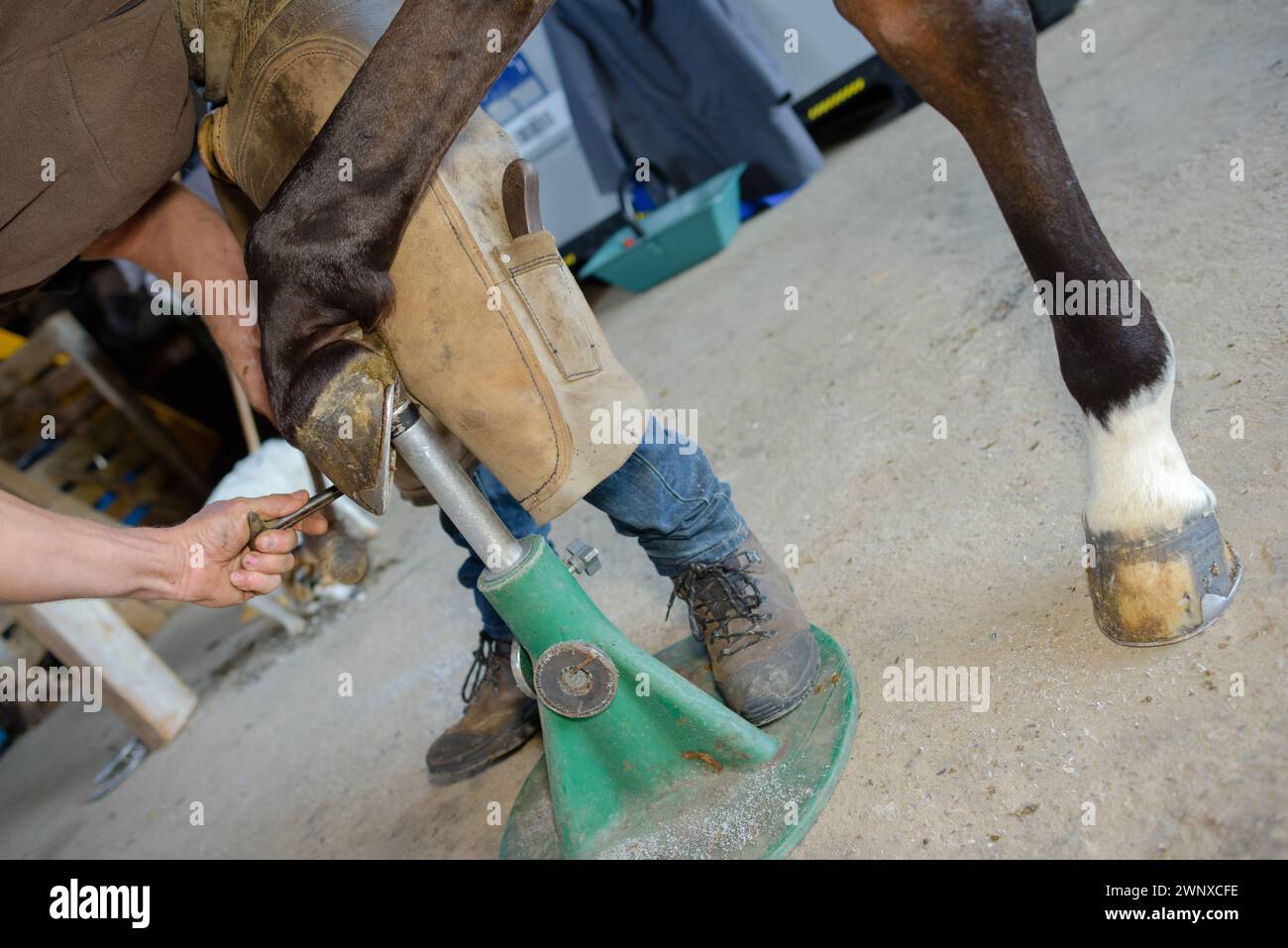 Farrier working on horse's hoof Stock Photo - Alamy