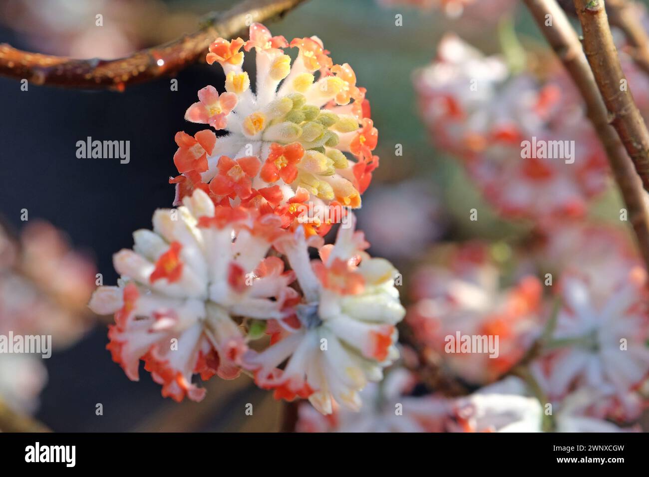 Red Edgeworthia chrysantha 'red dragon' paperbush in flower Stock Photo ...