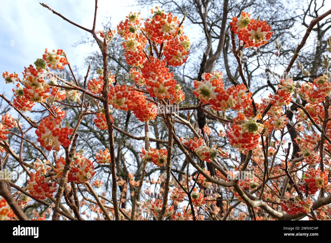 Red Edgeworthia chrysantha 'red dragon' paperbush in flower Stock Photo ...