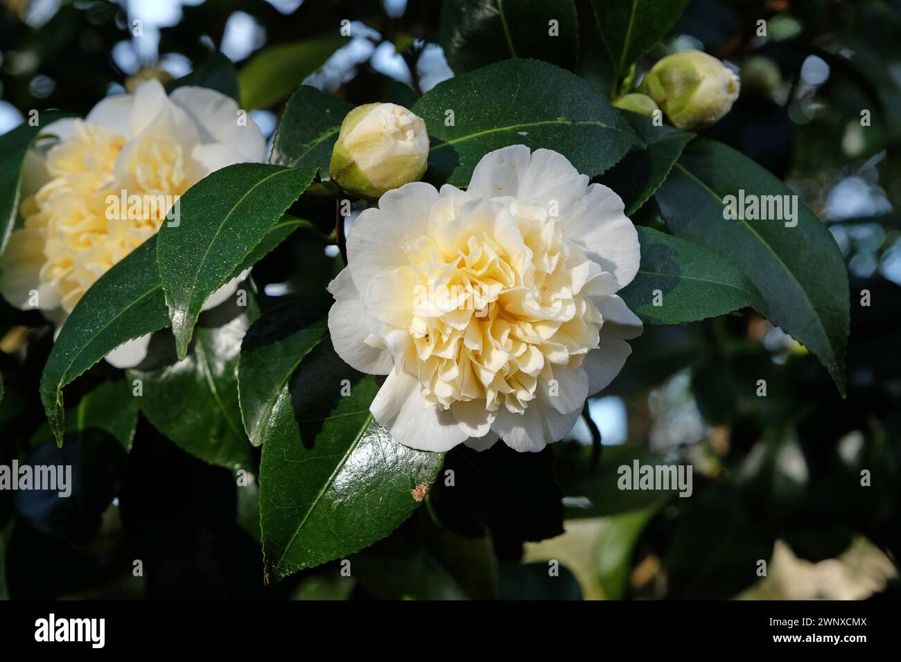 Jury’s yellow hi-res stock photography and images - Alamy