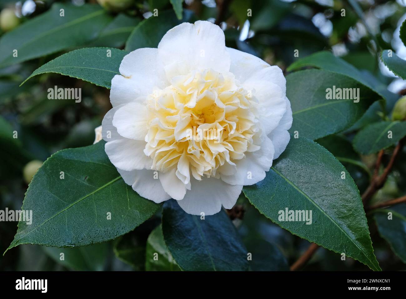 Camellia jury’s yellow hi-res stock photography and images - Alamy