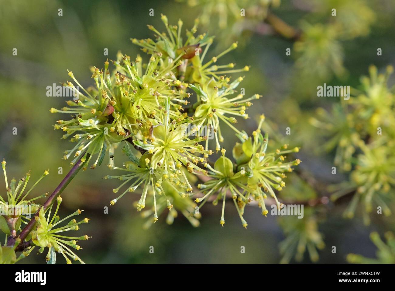 Privet tree hi-res stock photography and images - Alamy