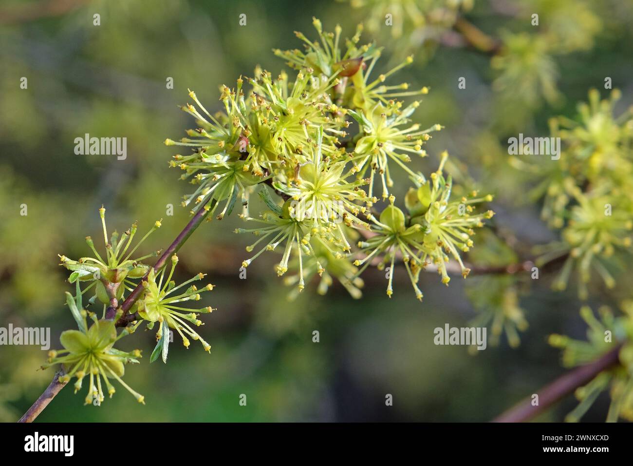 Forestiera acuminata hi-res stock photography and images - Alamy