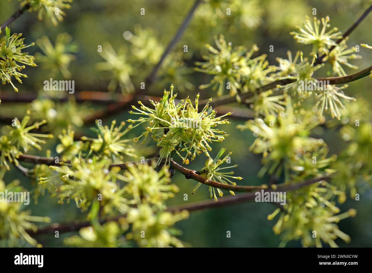 Forestiera acuminata hi-res stock photography and images - Alamy