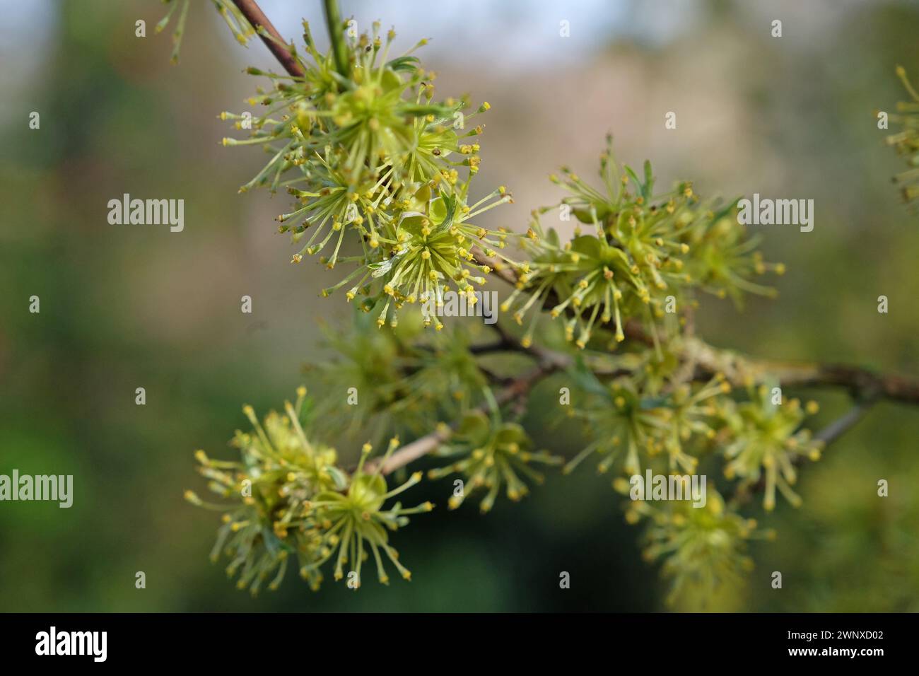 Privet tree hi-res stock photography and images - Alamy
