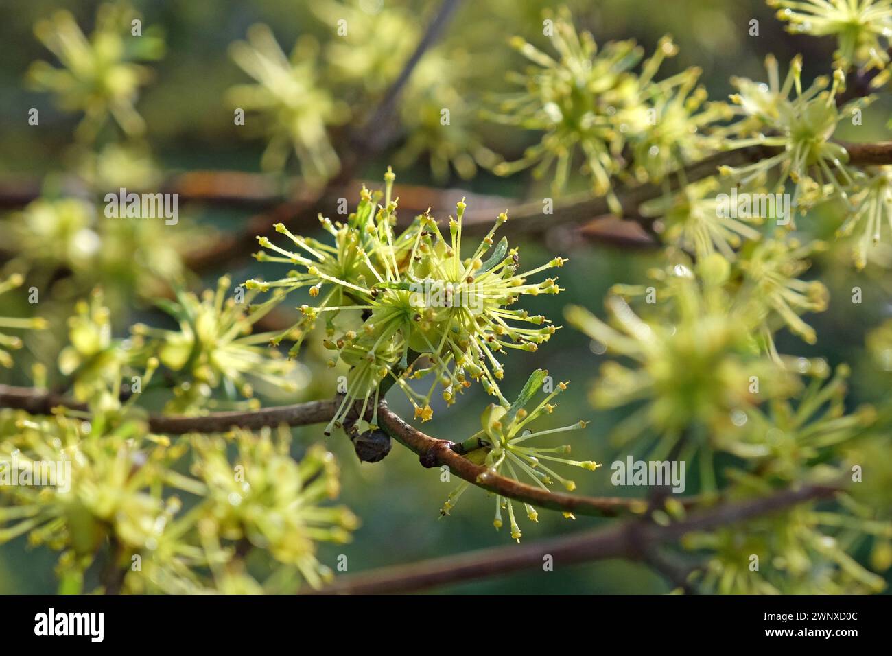 Forestiera acuminata, commonly known as the eastern swamp privet tree ...