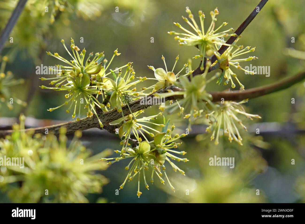 Forestiera acuminata, commonly known as the eastern swamp privet tree ...