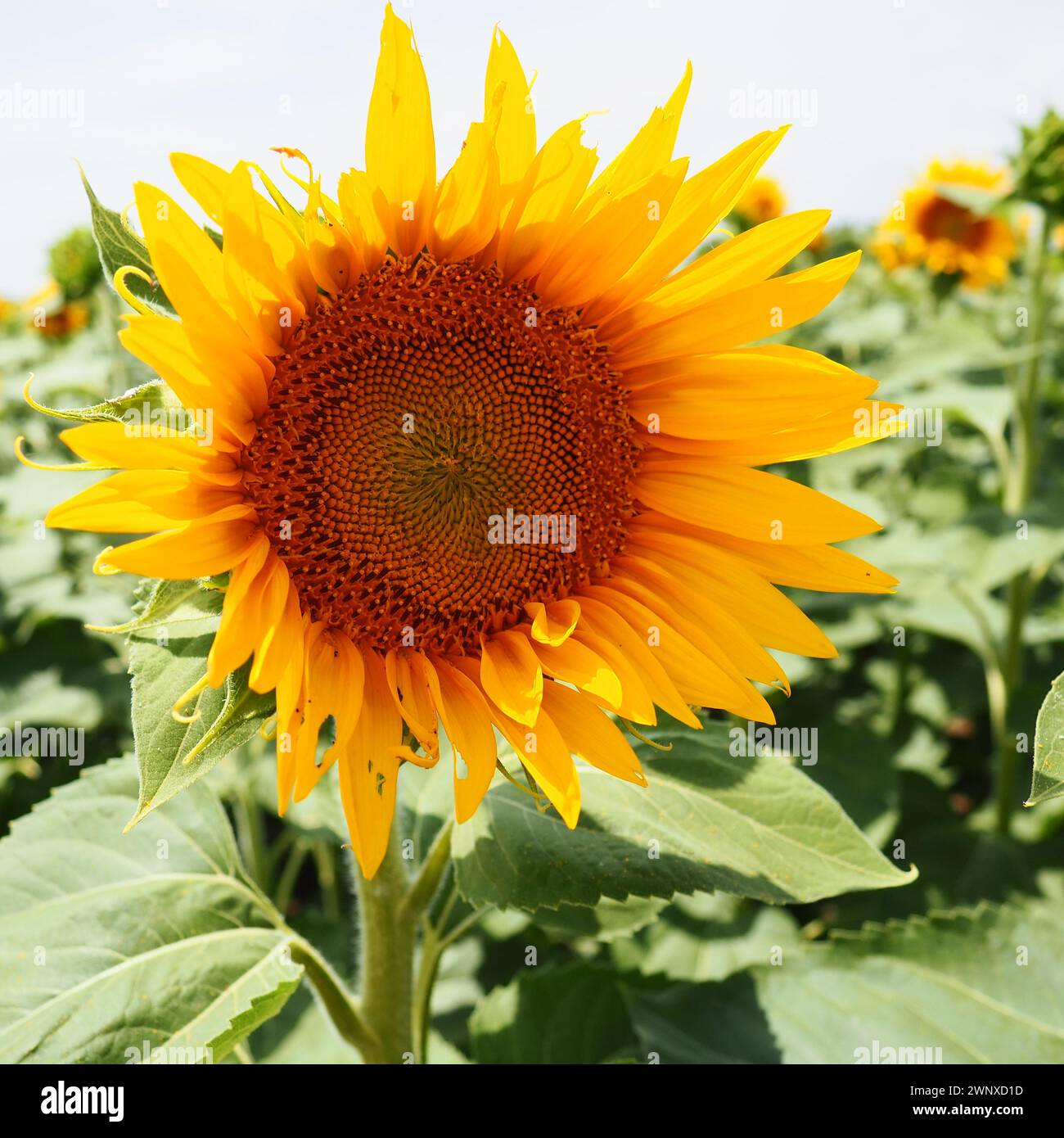 The Helianthus sunflower is a genus of plants in the Asteraceae family ...