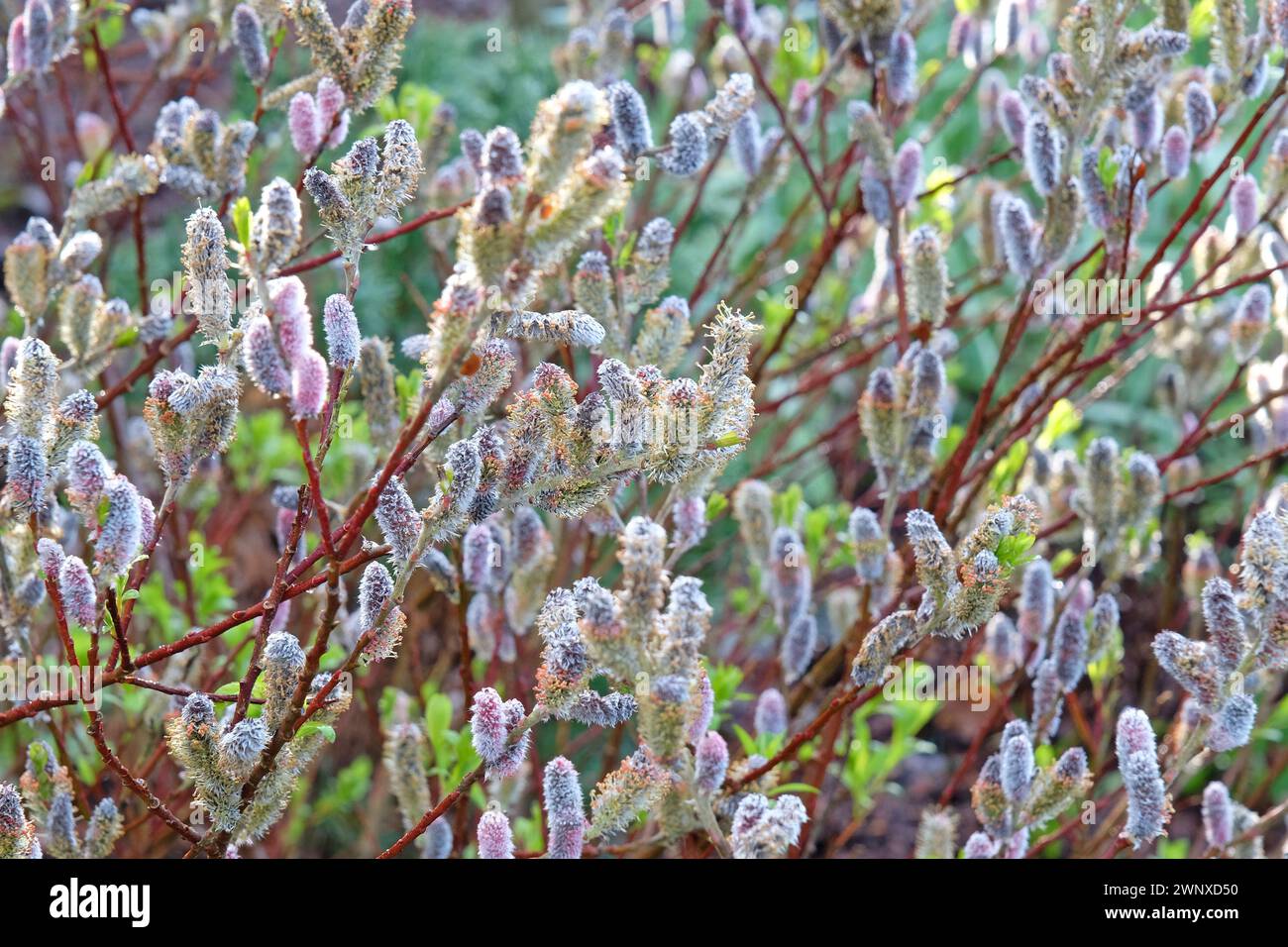Flowering Catkins of Salix gracilistyla ÔMount AsoÕ, also known as ...