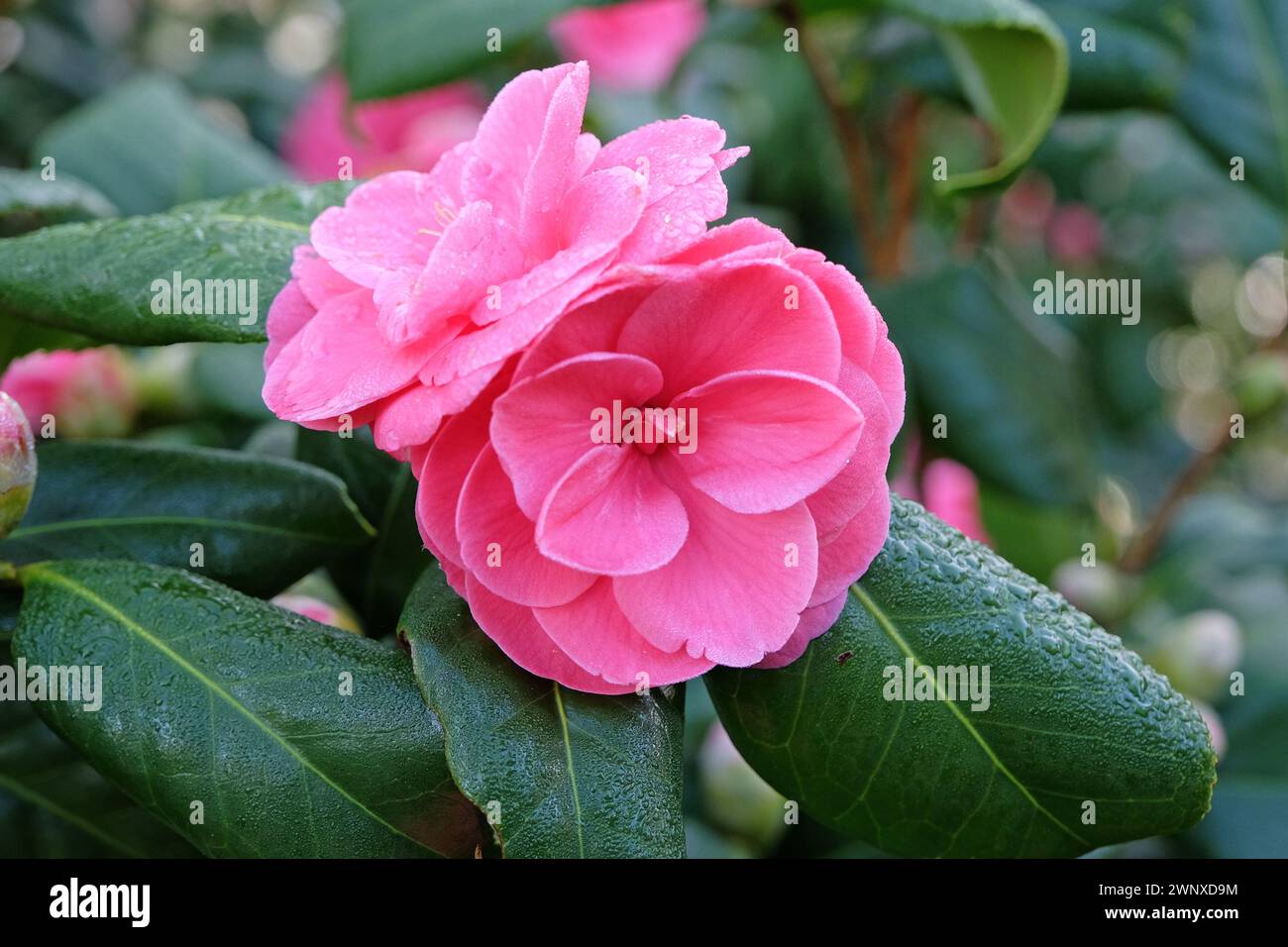 Pink double rose camellias japonica ÔRubescens Major' in flower Stock ...
