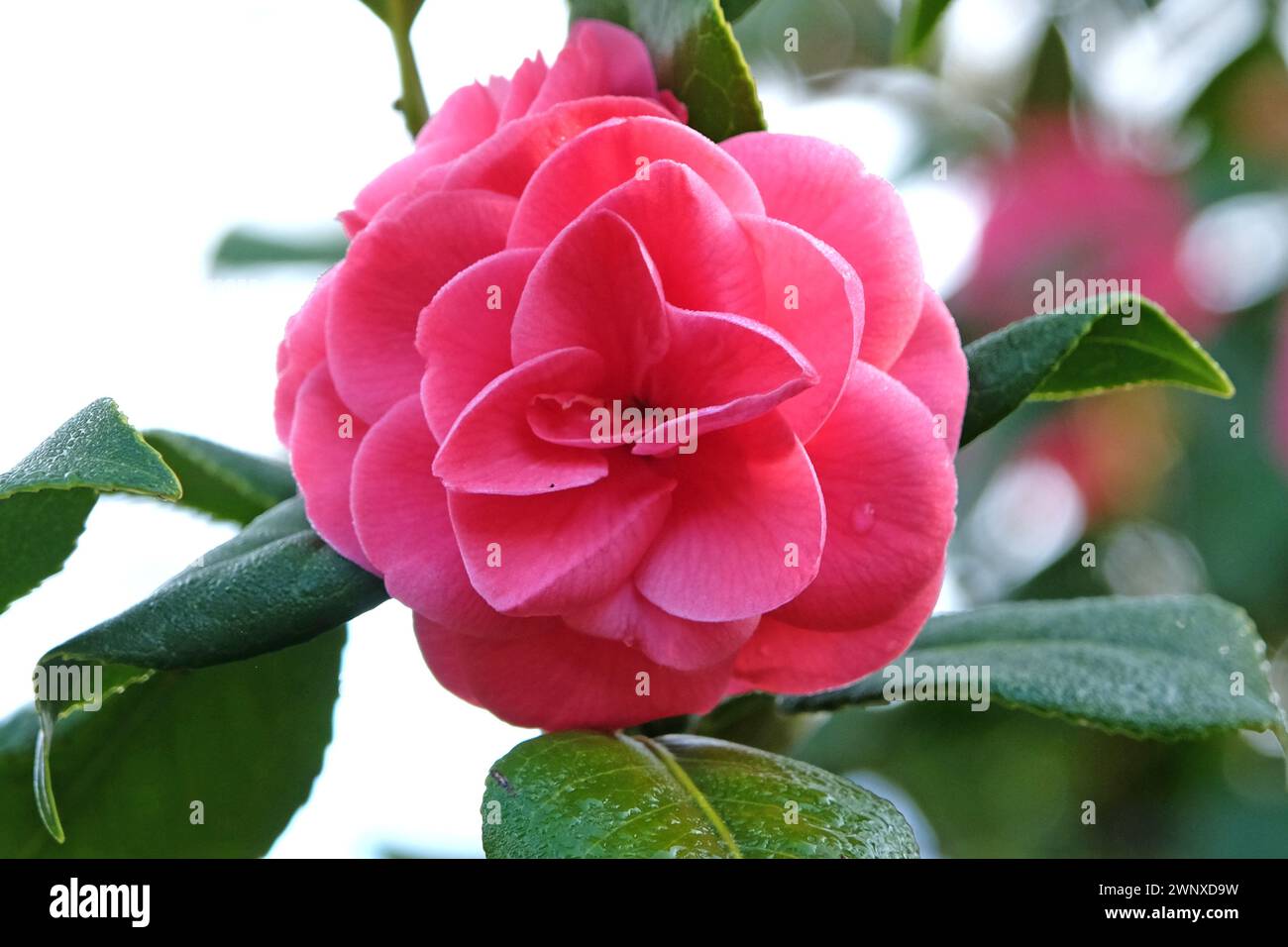 Pink double rose camellias japonica ÔRubescens Major' in flower Stock ...