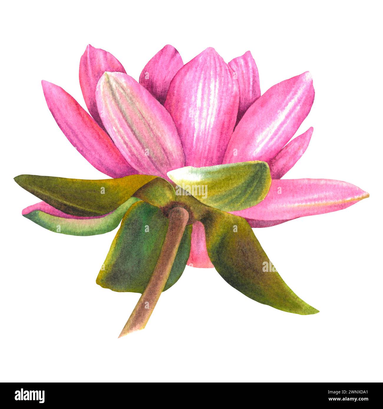 Water lily. Hand drawn watercolor illustration of lotus on isolated ...